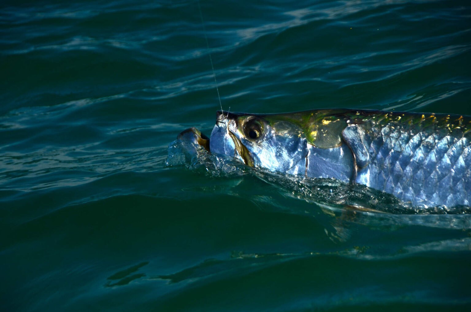 The Complete Guide to Tarpon and Tarpon Fishing in Tampa Bay